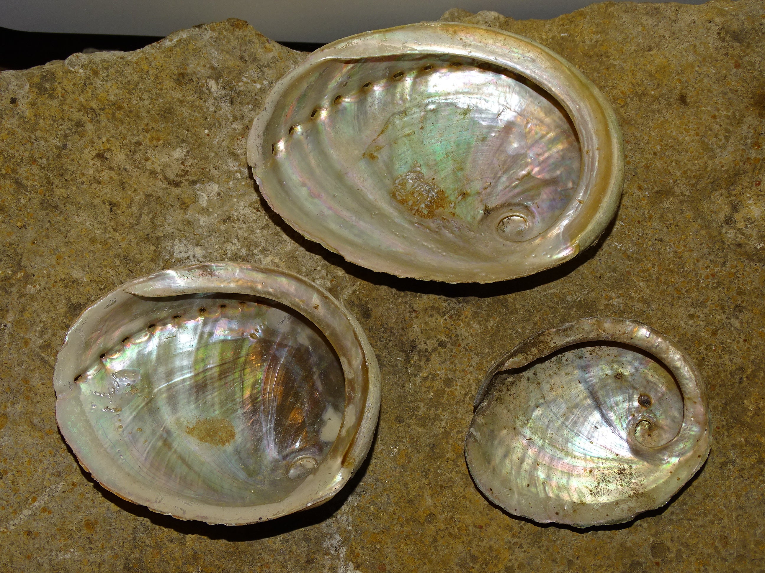 Haliotis abalone shell, 2 sizes to choose from: 12x16cm or 16x18cm. Pe ...